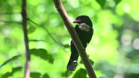 Dusky Broadbill, Corydon sumatranus, Kae... | Stock Video | Pond5
