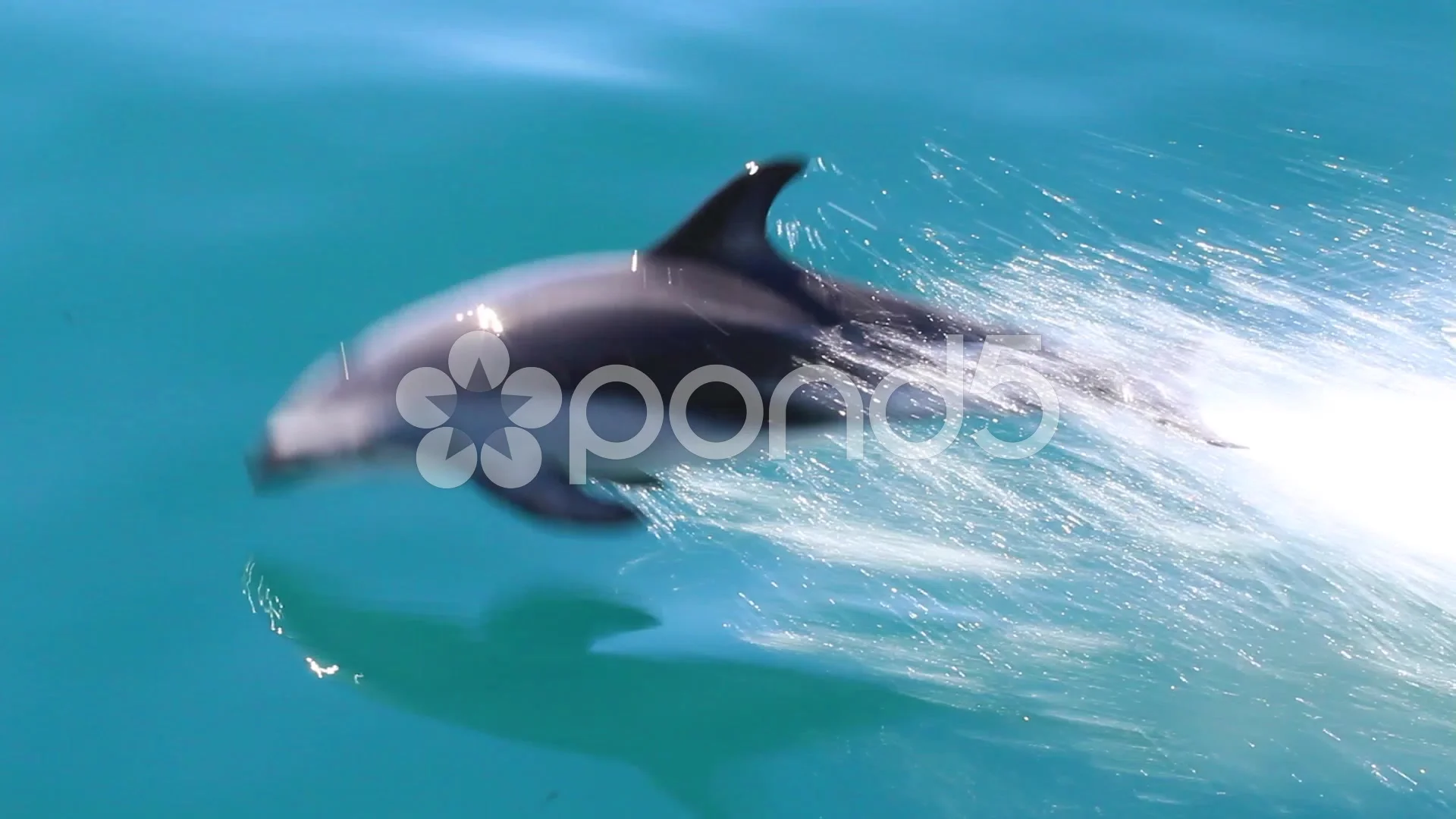 Dolphin Footage