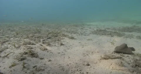 Dusky flathead ambush predator waiting o... | Stock Video | Pond5