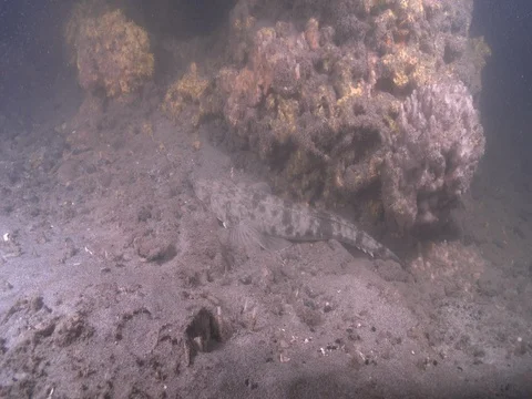 Dusky flathead ambush predator waiting o... | Stock Video | Pond5