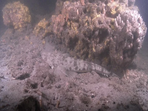 Dusky flathead ambush predator waiting o... | Stock Video | Pond5