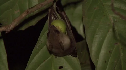 Dusky Night Stock Videos – Royalty-Free HD & 4K Videos | Pond5