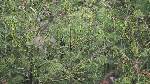 Fire Monkeys Stock Videos – Royalty-Free HD & 4K Videos | Pond5