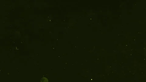 Dust Particles Alpha Stock Video Footage | Royalty Free Dust Particles ...