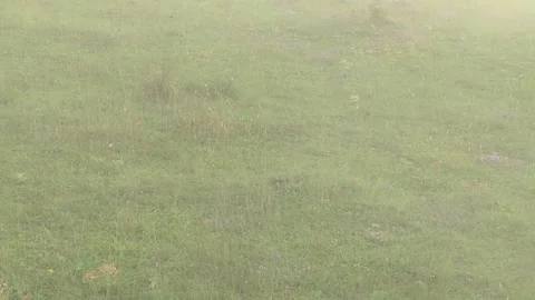 Roads Race Cars Stock Videos – Royalty-Free HD & 4K Videos | Pond5