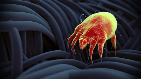 Dust mite walking on fabric, animation | Stock Video | Pond5