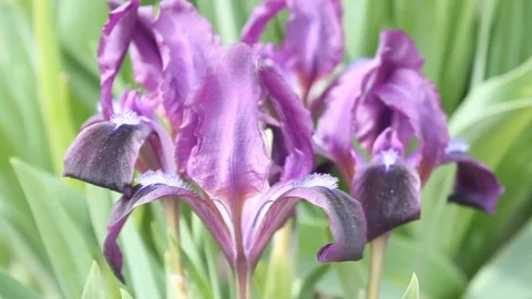 Dutch Iris Stock Videos – Royalty-Free HD & 4K Videos | Pond5