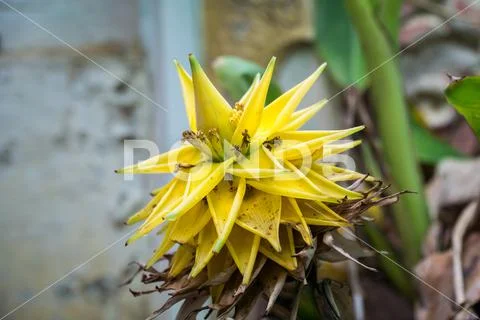 Dwarf banana tree, Dwarf Cuban red, Dwarf Cavendish, Giant Cavendish ...