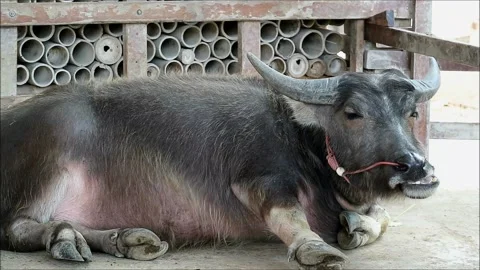 Dwarf Buffalo Chewing the Cud, One of a ... | Stock Video | Pond5