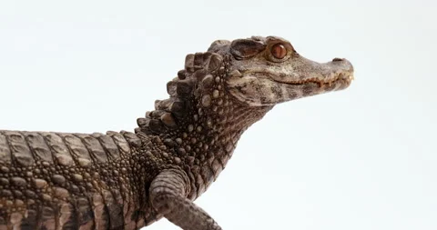 Dwarf caiman corcodile side profile brea... | Stock Video | Pond5