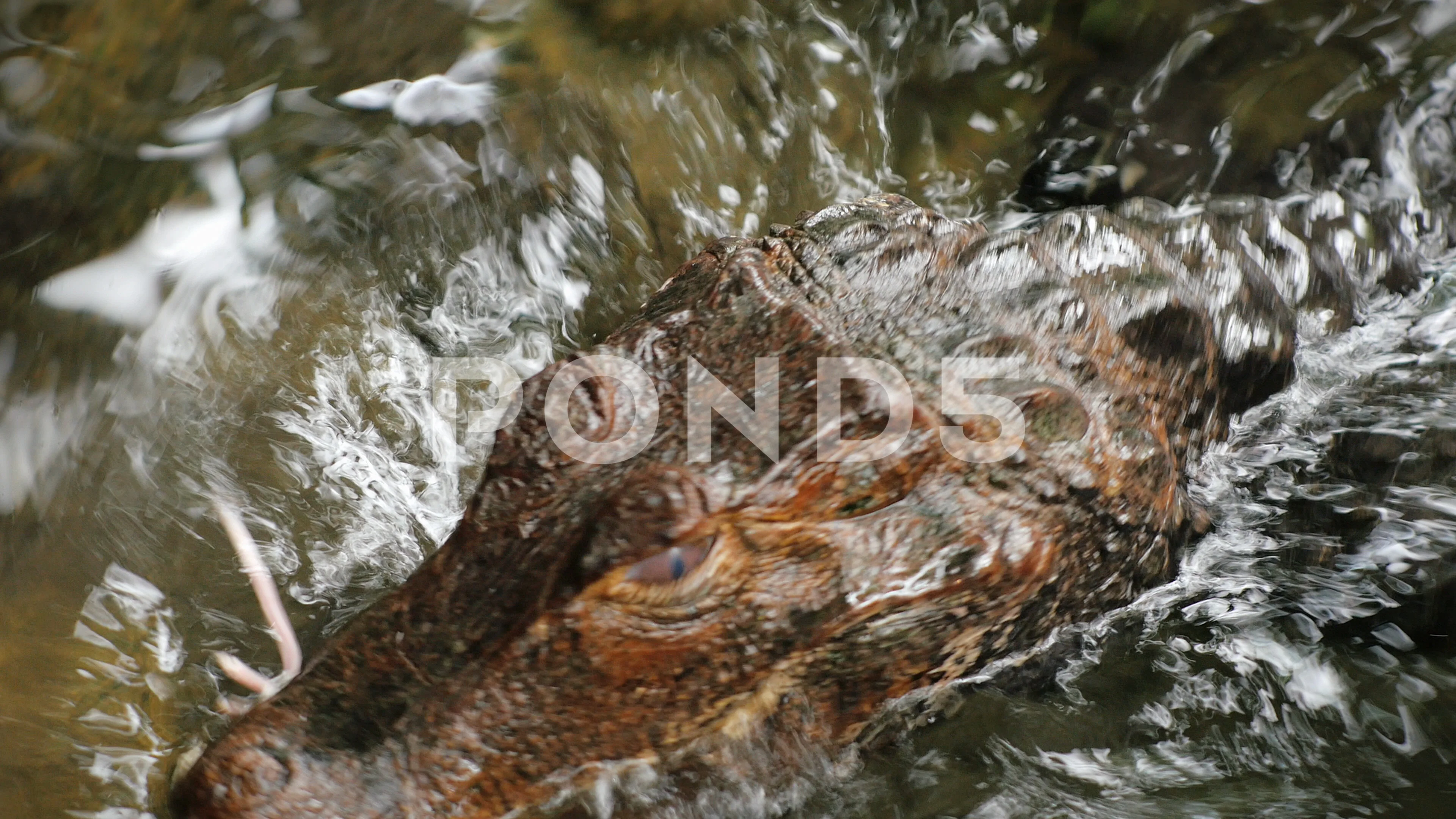 Dwarf Crocodile Eating
