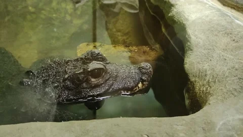 Dwarf crocodile in the water. Alligator'... | Stock Video | Pond5