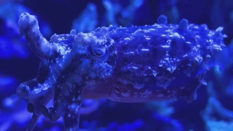 Dwarf cuttlefish (Close up) underwater. | Stock Video | Pond5