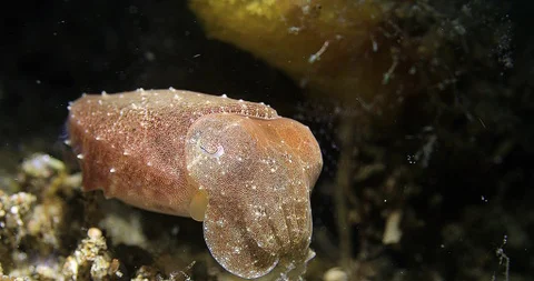 Dwarf Cuttlefish (Sepia bandensis) on Co... | Stock Video | Pond5
