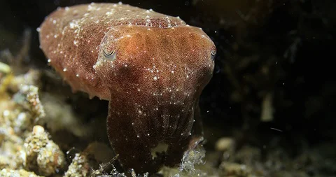 Dwarf Cuttlefish (Sepia bandensis) on Co... | Stock Video | Pond5