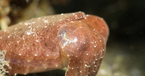 Dwarf Cuttlefish (Sepia bandensis) on Co... | Stock Video | Pond5
