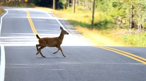 Dwarf Deer jumping across the road on Ha... | Stock Video | Pond5