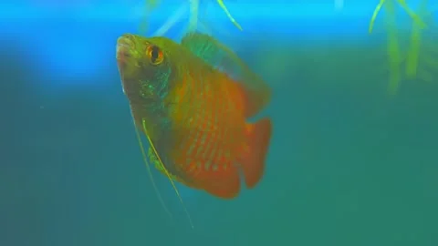 Dwarf Gourami fish, Trichogaster lalius,... | Stock Video | Pond5