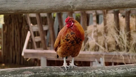 Rooster Dwarf Stock Video Footage | Royalty Free Rooster Dwarf Videos ...