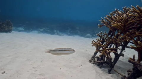 Dwarf Sand Perch fish swimming inside a ... | Stock Video | Pond5