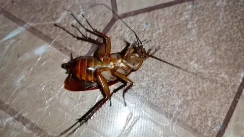 Dying Cockroach Stock Video Footage | Royalty Free Dying Cockroach ...
