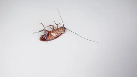 Dying Cockroach Stock Video Footage | Royalty Free Dying Cockroach ...