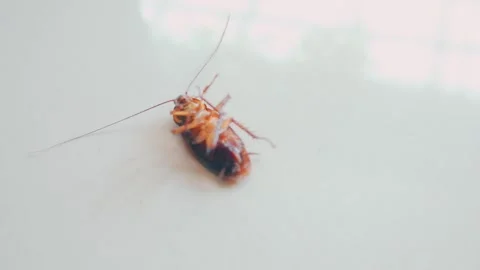 Dying Cockroach Stock Video Footage | Royalty Free Dying Cockroach ...
