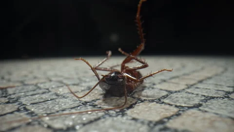 Dying Cockroach Stock Video Footage | Royalty Free Dying Cockroach ...