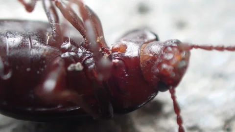 A dying cockroach lies on its back and s... | Stock Video | Pond5