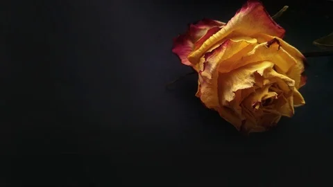Red Rose Dying Stock Video Footage | Royalty Free Red Rose Dying Videos ...