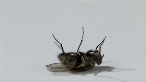Dying Insect Stock Videos – Royalty-Free HD & 4K Videos