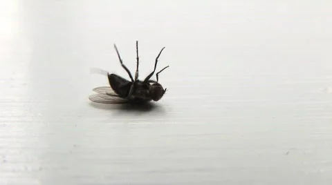 Back House Stock Videos – Royalty-Free HD & 4K Videos