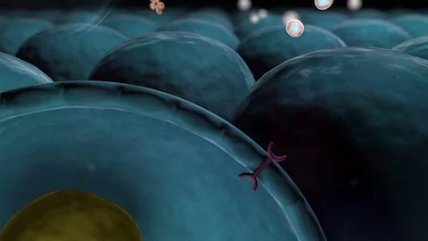 Metabolism Stock Footage ~ Royalty Free Stock Videos | Pond5