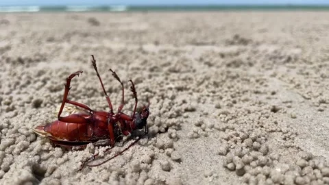 Dying red bug on sand beach struggling o... | Stock Video | Pond5