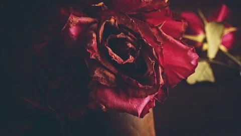 Red Rose Dying Stock Video Footage | Royalty Free Red Rose Dying Videos ...