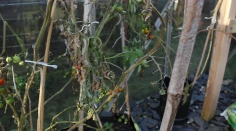 Dying Inside Stock Videos – Royalty-Free HD & 4K Videos