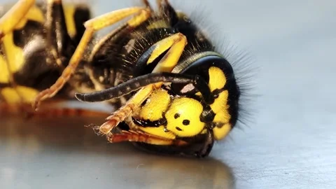Wasp Control Stock Video Footage | Royalty Free Wasp Control Videos | Pond5