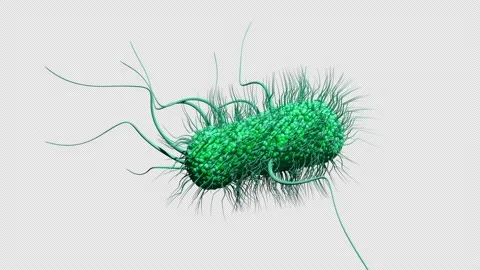 E. coli bacterium, animation | Stock Video | Pond5
