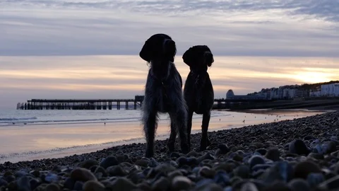 E Silhouette two dogs at sunset on beach... | Stock Video | Pond5