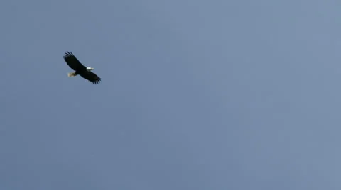 Eagle, Bald Eagle, Bird, Fly, Flight, Fl... | Stock Video | Pond5