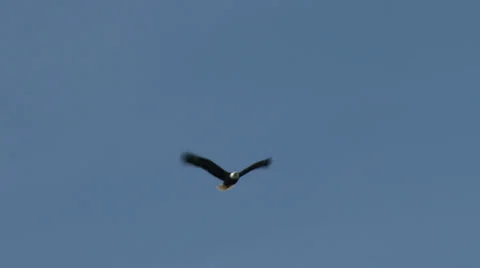 Eagle, Bald Eagle, Bird, Fly, Flight, Fl... | Stock Video | Pond5