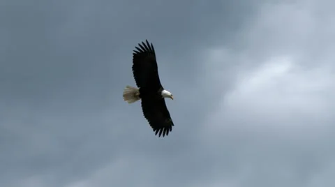 Eagle, Bald Eagle, Bird, Fly, Flight, Fl... | Stock Video | Pond5