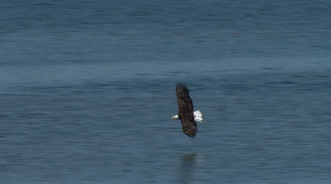 Eagle, Bald Eagle, Bird, Fly, Flight, Fl... | Stock Video | Pond5