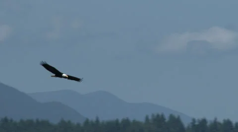 Eagle, Bald Eagle, Bird, Fly, Flight, Fl... | Stock Video | Pond5