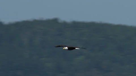 Eagle, Bald Eagle, Bird, Fly, Flight, Fl... | Stock Video | Pond5