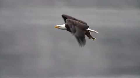 Id Fresh Stock Videos – Royalty-Free HD & 4K Videos | Pond5