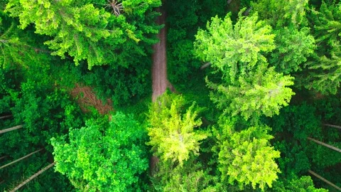 Eagle eye view aerial shot of lush green... | Stock Video | Pond5