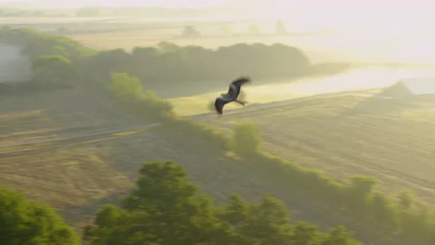 Falcon Attack Stock Video Footage | Royalty Free Falcon Attack Videos ...