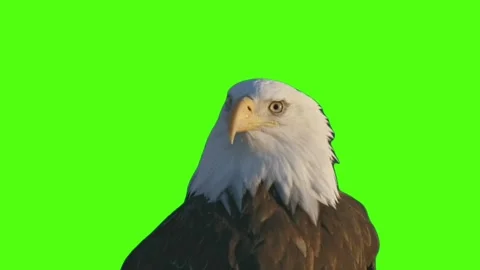 Eagle Green Screen Stock Video Footage | Royalty Free Eagle Green ...