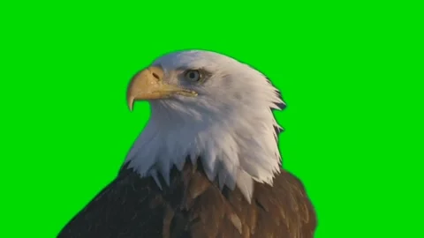 Eagle Falcon Hawk green screen backgroun... | Stock Video | Pond5